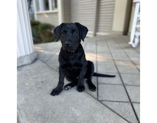 Dayton, OH - Labrador Retriever. Meet Molly a Pet for Adoption ...