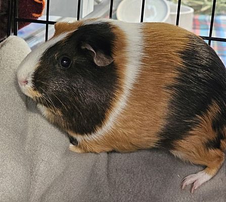 San Diego, CA - Guinea Pig. Meet Taye a Pet for Adoption - AdoptaPet.com