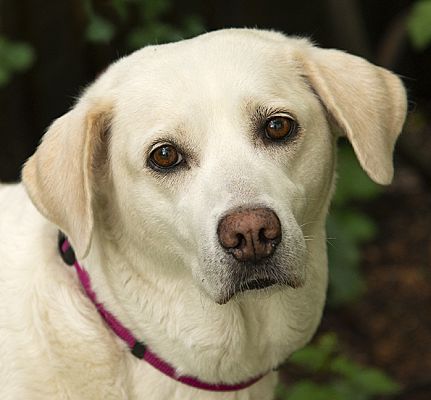 Chicago, IL - Labrador Retriever. Meet Bella a Pet for Adoption ...