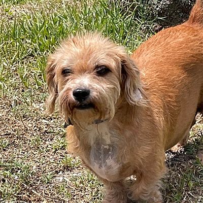 Orlando, FL - Miniature Schnauzer/Dachshund. Meet Toffy a Pet for ...