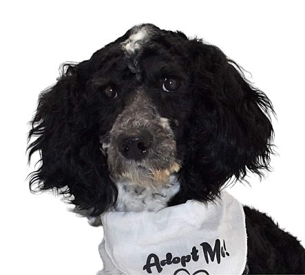 Springfield, OH - Poodle (Standard). Meet Mysterio a Pet for Adoption ...