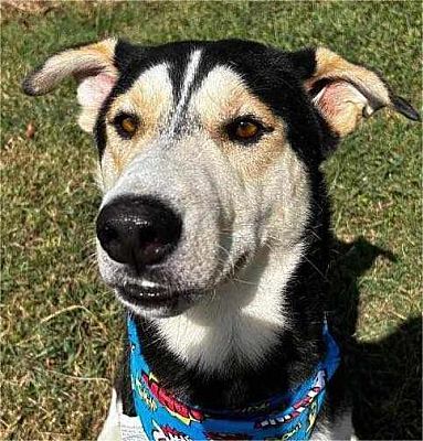 Bothell, WA - German Shepherd Dog/Husky. Meet Tucker a Pet for Adoption ...