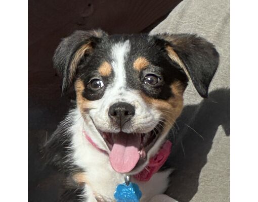 Wichita, KS - Beagle/Mixed Breed (Medium). Meet Pearl Krabs a Pet for ...