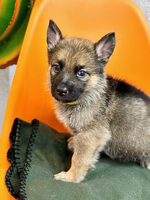 Phoenix, AZ - German Shepherd Dog/Belgian Malinois. Meet Melon a Pet ...