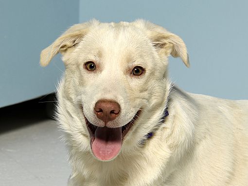 Chicago, IL - Great Pyrenees/Labrador Retriever. Meet Blizzard a Pet ...