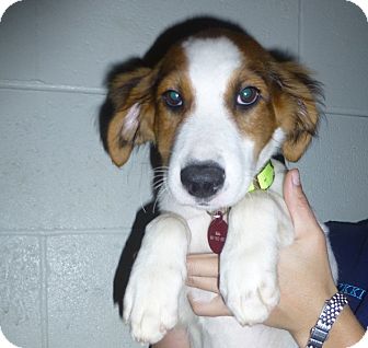 Oviedo, FL - Golden Retriever. Meet Frenchie a Pet for Adoption.