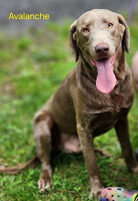 Cambridge, MD - Labrador Retriever. Meet Avalanche a Pet for Adoption ...