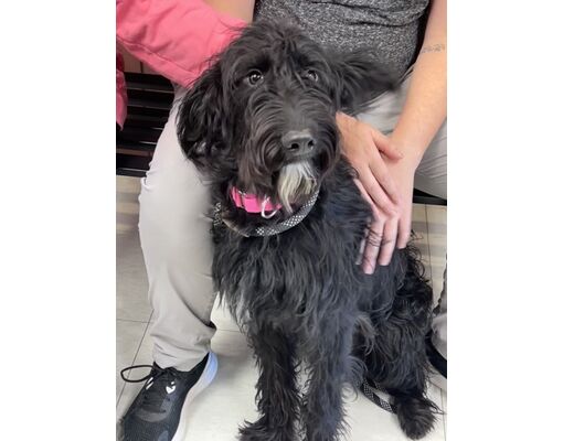 Cedar Rapids, IA - Poodle (Standard)/Mixed Breed (Medium). Meet Darla a ...
