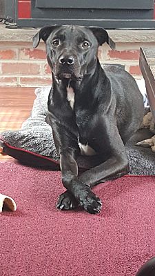 Liverpool, NY - Labrador Retriever. Meet Roper a Pet for Adoption ...