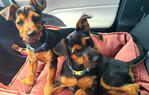 Miami, FL - Yorkie, Yorkshire Terrier/Miniature Pinscher. Meet Cookie a ...