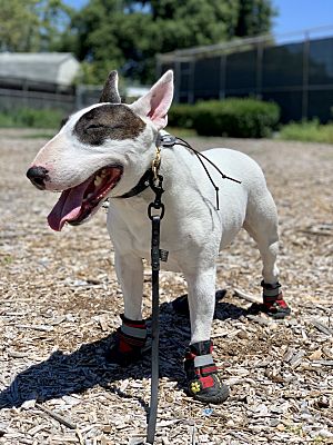 San Jose, CA - Bull Terrier. Meet Chico a Pet for Adoption - AdoptaPet.com