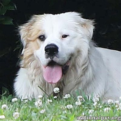 Beacon, NY - Great Pyrenees. Meet Stormy in TN - Affectionate Pocket ...