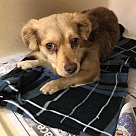 Corgi Puppies - Corgi Rescue and Adoption Near You