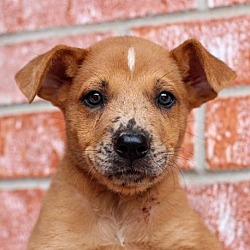 Bryan, TX - Catahoula Leopard Dog/Rhodesian Ridgeback. Meet Khaki a Pet ...