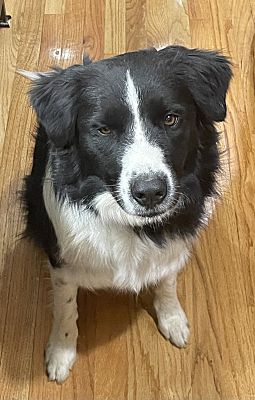Crestwood, KY - Border Collie. Meet Oreo a Pet for Adoption - AdoptaPet.com