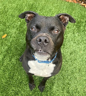 Sheboygan, WI - American Pit Bull Terrier. Meet Raider a Pet for ...