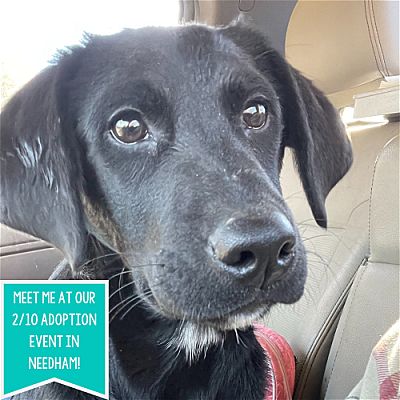 Boston, MA - Labrador Retriever. Meet Laa Laa a Pet for Adoption ...