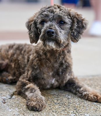 Mishawaka, IN - Miniature Poodle. Meet Brindle Beauty Brielle a Pet for ...