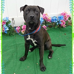 Marietta, GA - Pit Bull Terrier/Labrador Retriever. Meet BATMAN a Pet ...