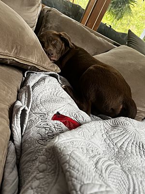 Dickson, TN - Labrador Retriever/American Pit Bull Terrier. Meet Max a ...