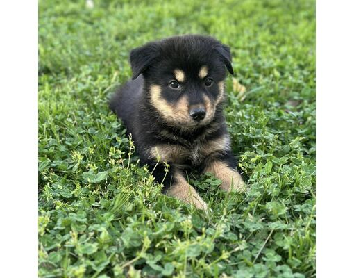 Woodbridge, VA - Finnish Spitz/Mixed Breed (Medium). Meet Ferrari a Pet ...