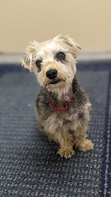 Prairie du Chien, WI - Yorkie, Yorkshire Terrier/Mixed Breed (Medium ...