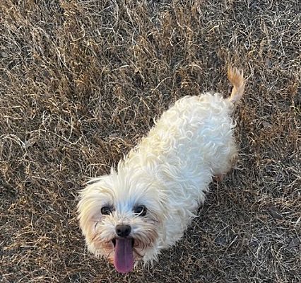 Southlake, TX - Maltese/Yorkie, Yorkshire Terrier. Meet Cream Puff a ...