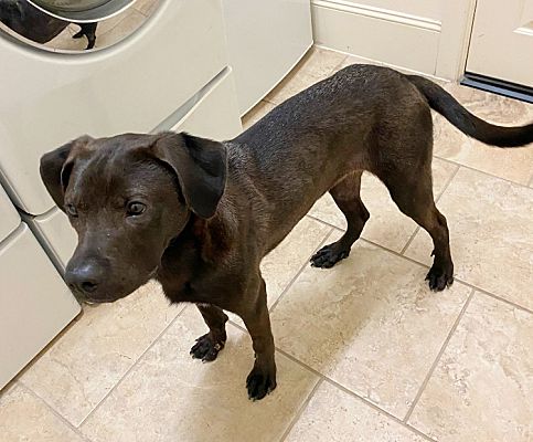 Houston, TX - Labrador Retriever. Meet Choco a Pet for Adoption ...
