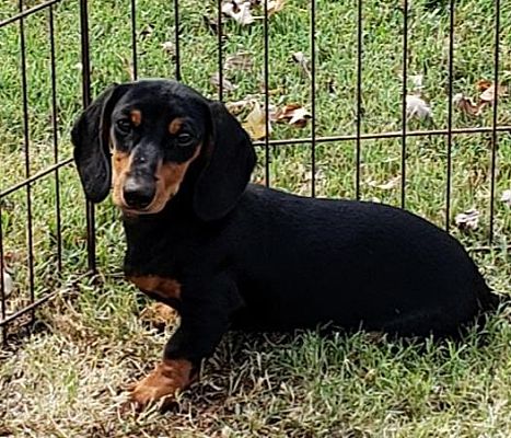 Westport, CT - Dachshund. Meet Fritz a Pet for Adoption - AdoptaPet.com