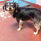 Papillon Puppies - Papillon Rescue and Adoption Near You