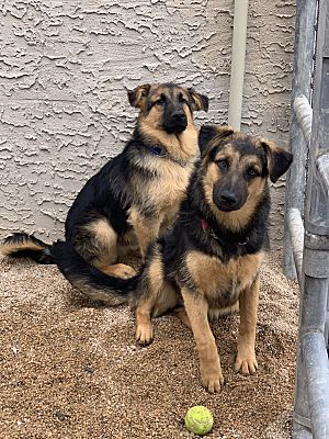 Phoenix, AZ - German Shepherd Dog. Meet Carrie a Pet for Adoption ...