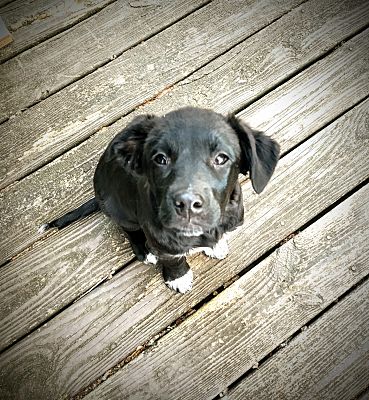 Shelby, NC - Mutt/Labrador Retriever. Meet Little Mickie a Pet for ...