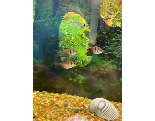 Westminster, MD - Fish. Meet FISH 9 a Pet for Adoption - AdoptaPet.com