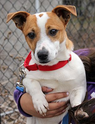 Harrison, NY - Jack Russell Terrier. Meet Jerry a Pet for Adoption ...