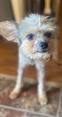 Dallas, TX - Yorkie, Yorkshire Terrier. Meet Mikey a Pet for Adoption ...