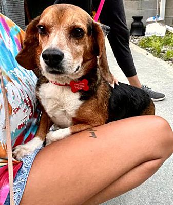 Bedford Hills, NY - Beagle. Meet Shiloh a Pet for Adoption - AdoptaPet.com