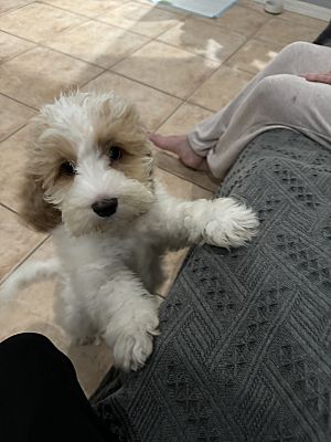 Hialeah, FL - Cockapoo. Meet Cinnamon a Pet for Adoption - AdoptaPet.com