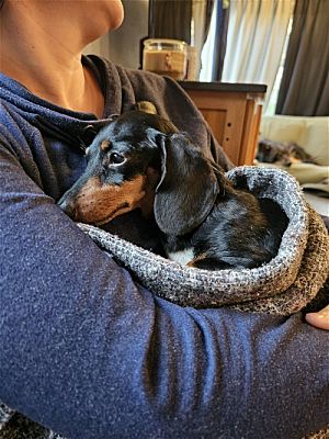 Chico, CA - Dachshund. Meet LIDIA a Pet for Adoption - AdoptaPet.com