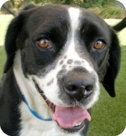 Los Angeles, CA - Springer Spaniel. Meet Revere *VIDEO* a Pet for Adoption.