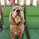 Cocker Spaniel Puppies - Rescue and Adoption Near You