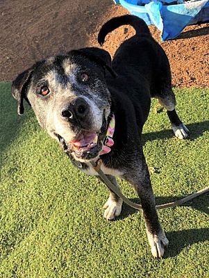 Ramona, CA - Labrador Retriever. Meet Osa a Pet for Adoption ...