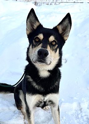 Ashland, WI - Siberian Husky/Australian Kelpie. Meet Skoden-Rambo a Pet ...