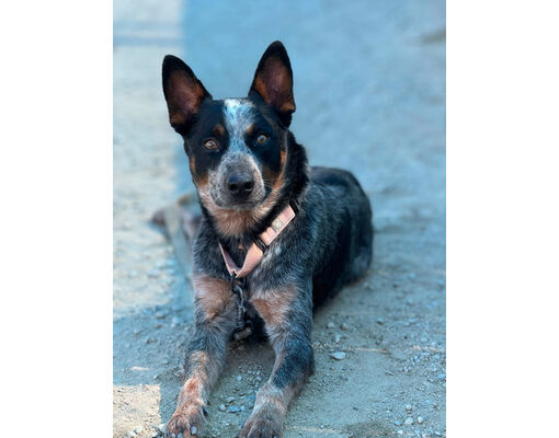 Fresno, CA - Australian Cattle Dog/Mixed Breed (Medium). Meet Bingo ...