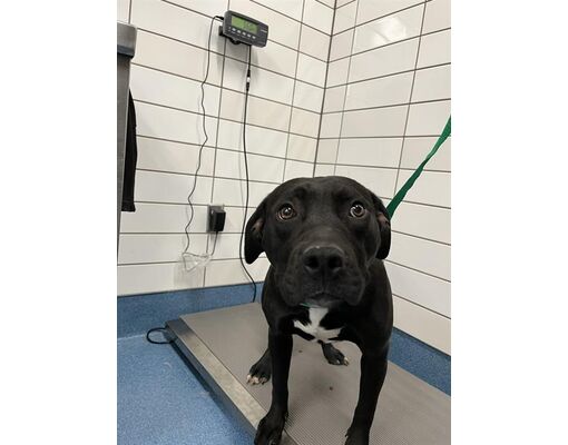 Pearland, TX - American Pit Bull Terrier. Meet TOTA TOT a Pet for ...