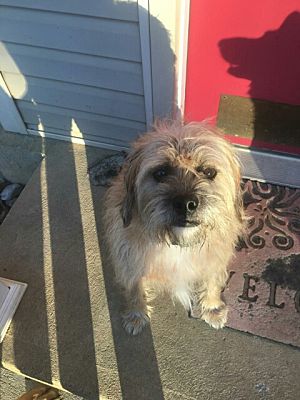 Sparta, NJ - Beagle/Terrier (Unknown Type, Small). Meet Scrappy a Pet ...