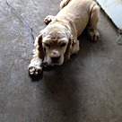 Cocker Spaniel Puppies - Rescue and Adoption Near You