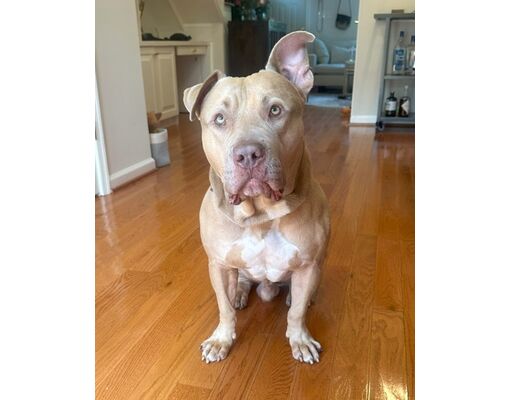 Washington, DC - American Pit Bull Terrier/Mixed Breed (Medium). Meet ...