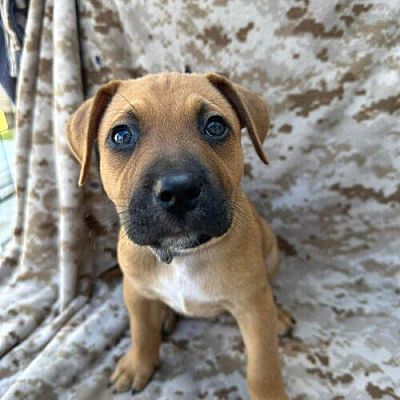 Jacksonville, NC - Carolina Dog/Mixed Breed (Medium). Meet Junior a Pet ...