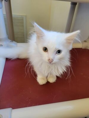Grinnell, IA - Domestic Longhair/Turkish Angora. Meet Meringue a Pet ...