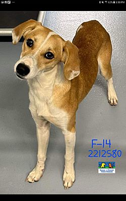 Citra, FL - Foxhound/Mixed Breed (Medium). Meet Harry a Pet for ...